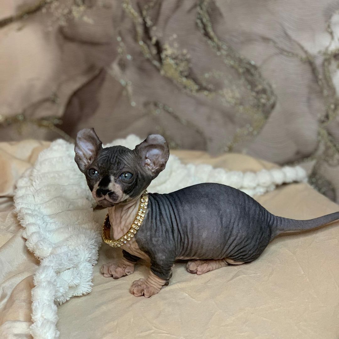 dwarf sphynx cat for sale
